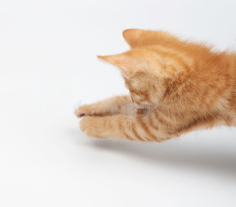 Playful Orange Tabby Cat Reaching and Stretching on White Background ...