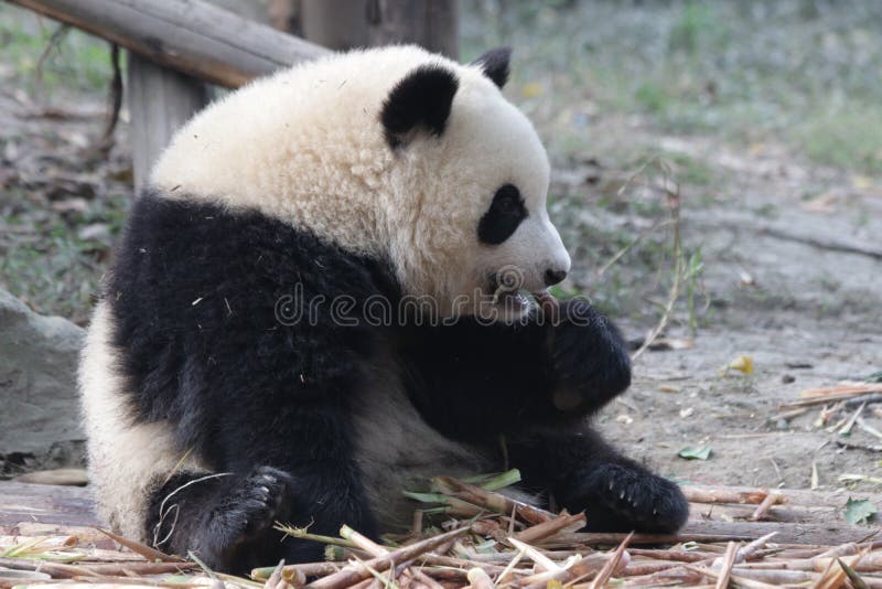 Playful Panda Cub in China stock photo. Image of cuddly - 104975220