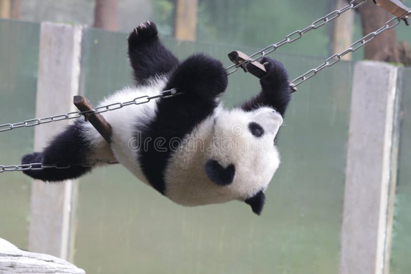 Playful Panda Cub in Chongqing Stock Photo - Image of endangered ...