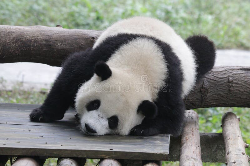 Playful Panda Cub in Chongqing Stock Photo - Image of fighting ...