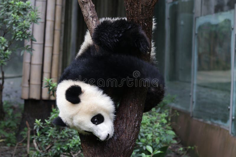 Up Side Down Panda Cub, Chengdu, Stock Photo - Image of chengdu, tree ...