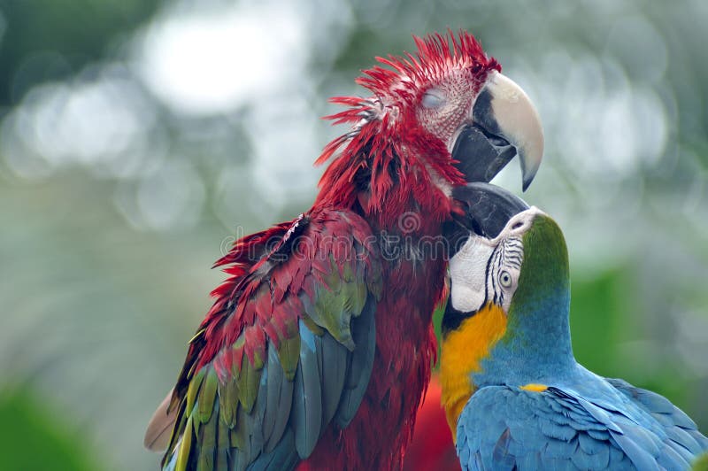 Parrot meeting stock image. Image of colorful, three - 10040995