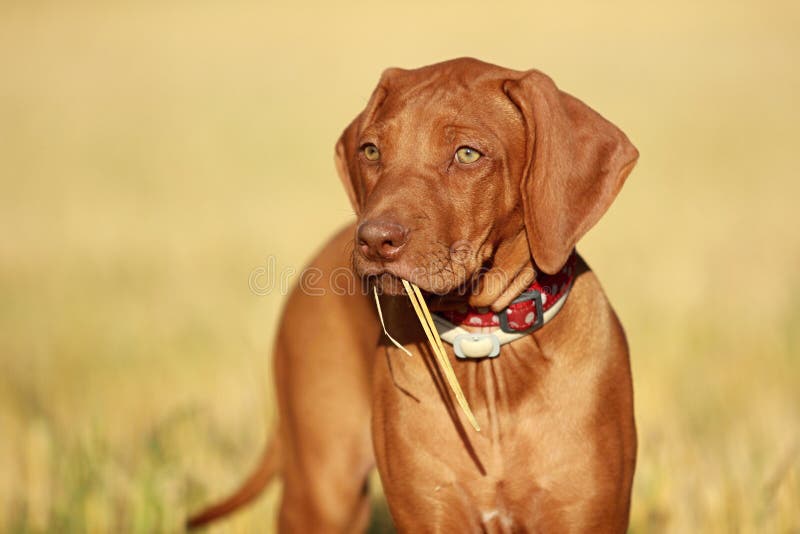 Liver Nose Rhodesian Ridgeback Puppy Stock Photos - Free & Royalty-Free ...