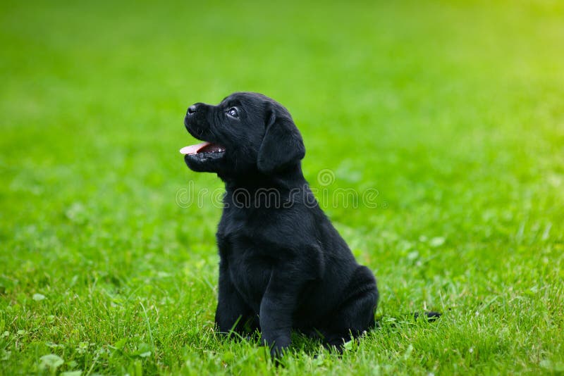 Playful Puppy of Black Labrador. Stock Image - Image of play, animal ...