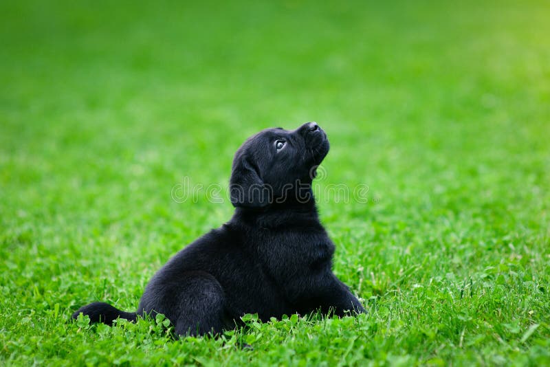 Playful Puppy of Black Labrador. Stock Photo - Image of portrait ...
