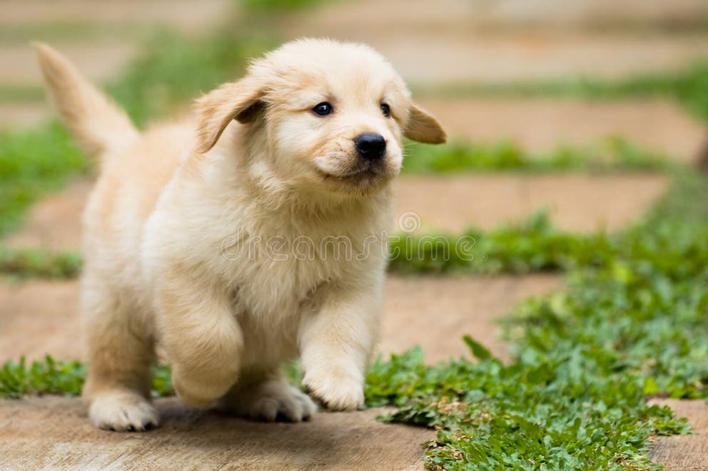 Playful puppy running stock photo. Image of retriever - 5476736