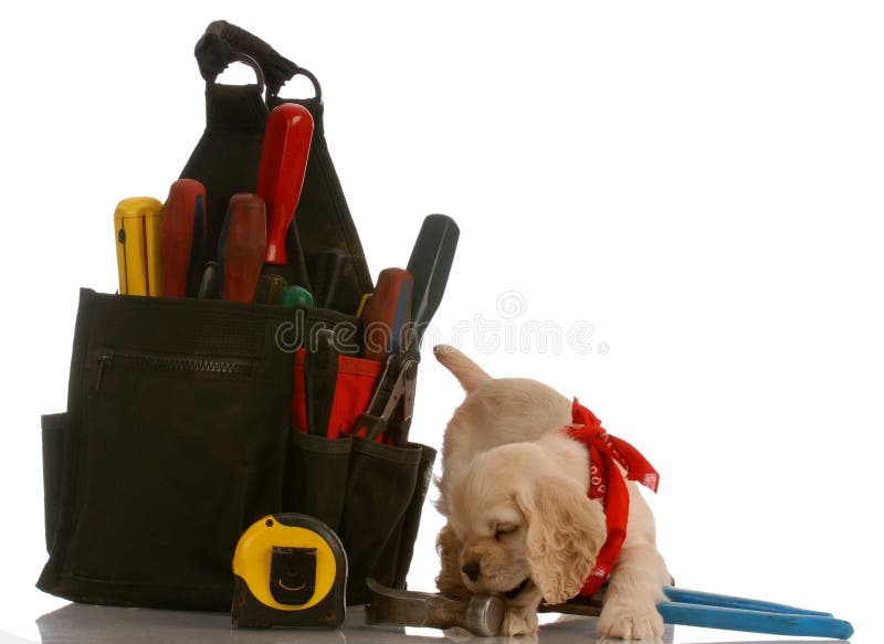 Puppy in tool kit stock photo. Image of small, animal - 10484750
