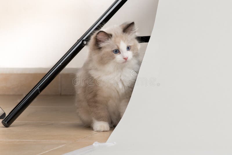A Playful Ragdoll Kitten Hided Behind Studio Props Stock Photo - Image ...