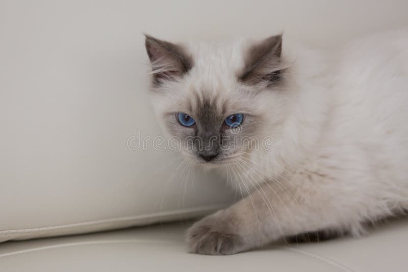 Playful ragdoll kitten stock image. Image of furry, beautiful - 78758833