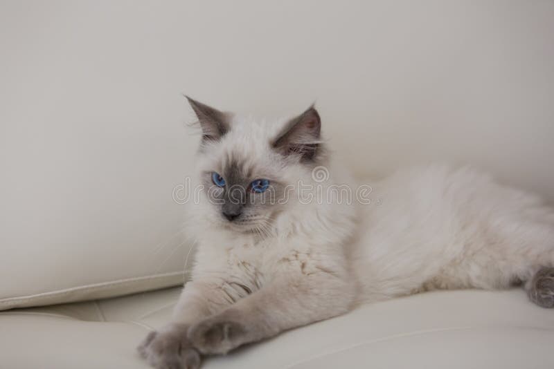 Playful ragdoll kitten stock image. Image of beautiful - 78758835