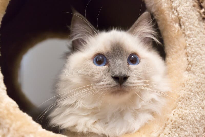 Playful ragdoll kitten stock photo. Image of domestic - 78758850