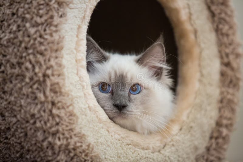 Playful ragdoll kitten stock image. Image of sitting - 78758985