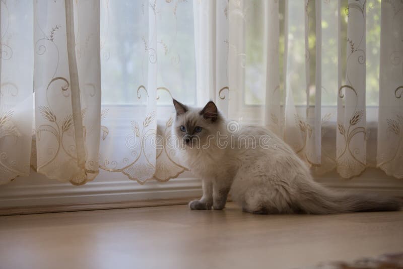 Playful ragdoll kitten stock photo. Image of studio, sitting - 78759002