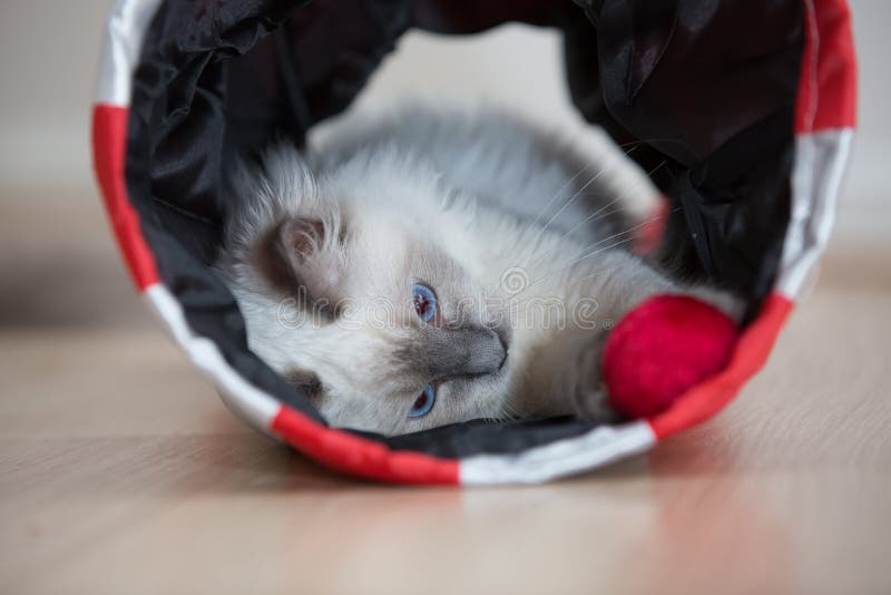 Playful ragdoll kitten stock image. Image of feline, furry - 78759093