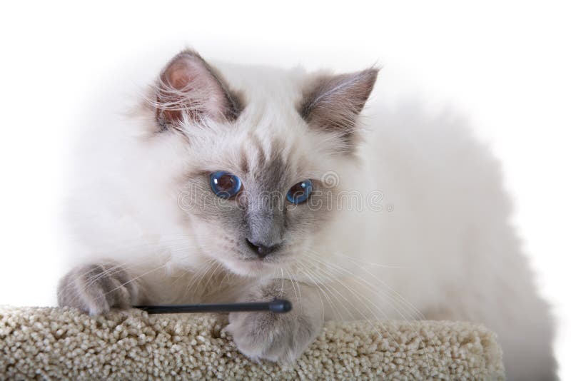 Playful ragdoll kitten stock image. Image of nature, hair - 78759223