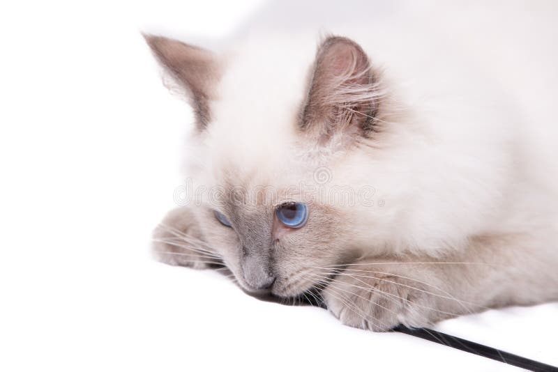 Playful ragdoll kitten stock image. Image of furry, pedigreed - 78759237