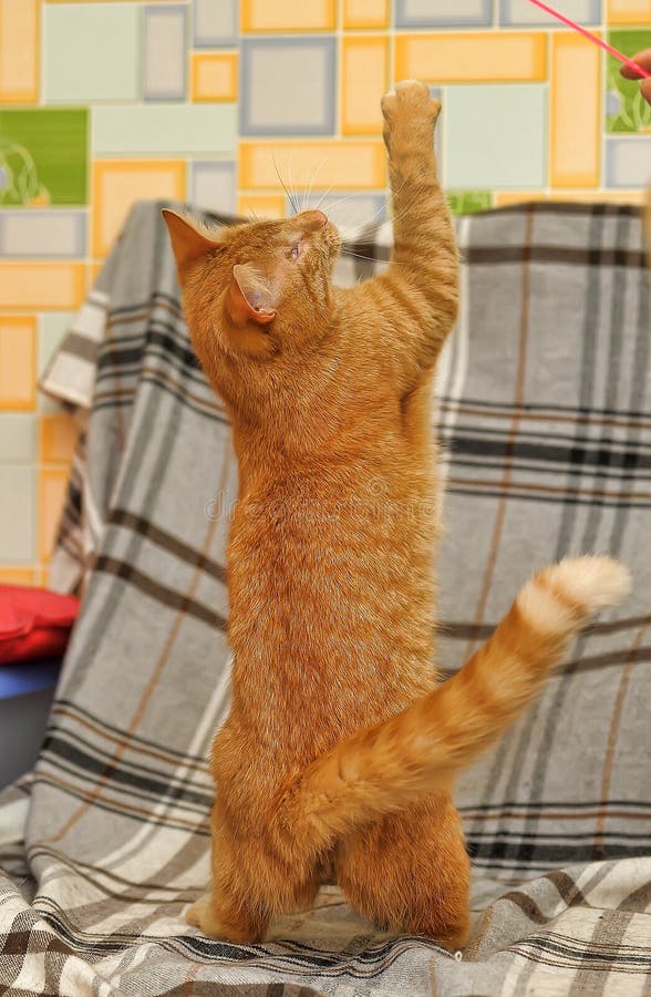 Playful red cat stock photo. Image of healthy, furry - 52343532