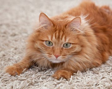 3,291 Fluffy Orange Carpet Stock Photos - Free & Royalty-Free Stock ...