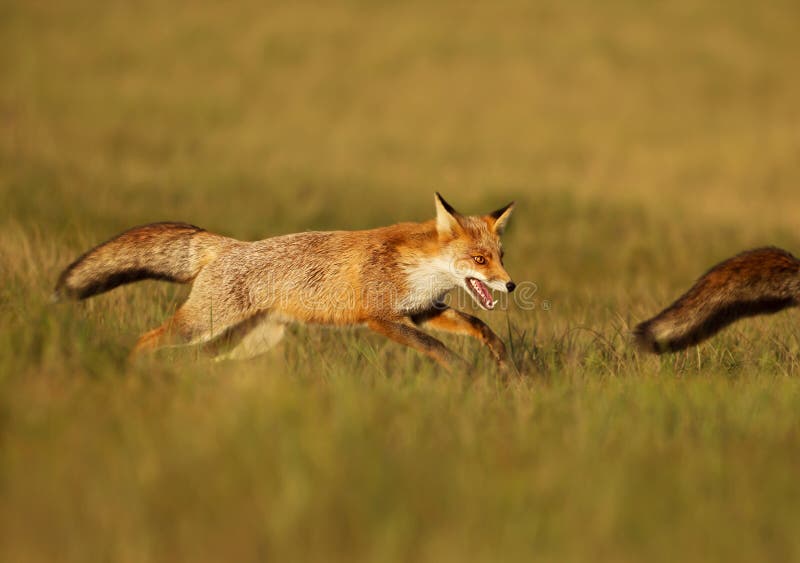 Playful Red Fox Chasing Another Fox in the Field Stock Photo - Image of ...