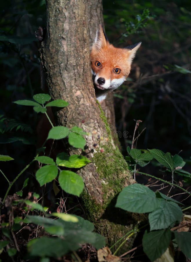 Playful Red Fox Hiding Behind a Tree in a Forest Stock Image - Image of ...