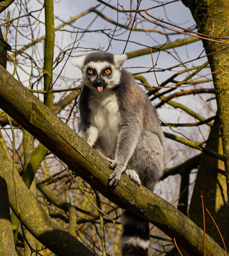Playful Lemur on a Tree Branch Stock Photo - Image of madagascar ...