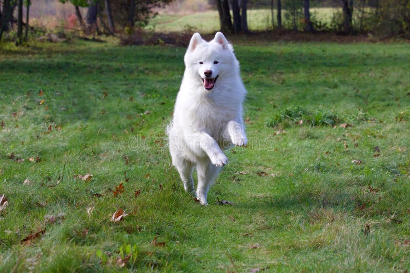 Playful Samoyed Running in a Field Stock Photo - Image of cute ...