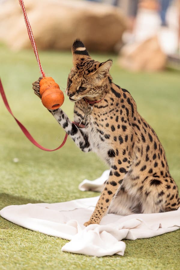 Playful Serval Cat Leptailurus Serval Stock Photo - Image of play ...