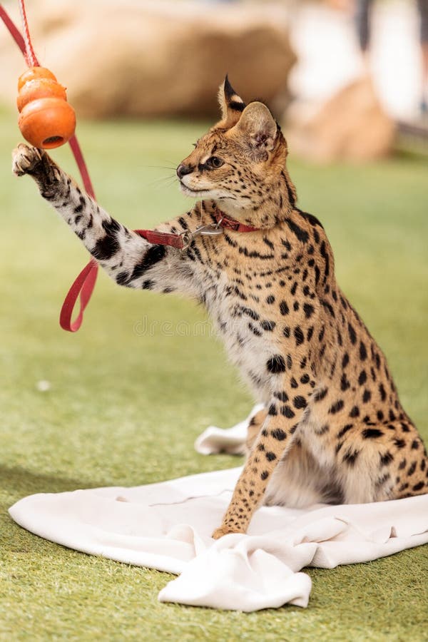 Playful Serval Cat Leptailurus Serval Stock Image - Image of playing ...