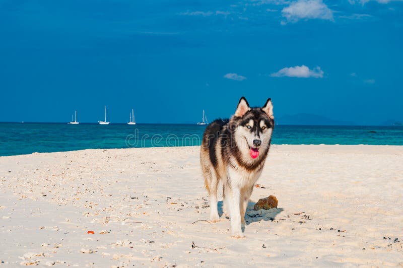 Playful Siberian Husky Dog on the Beaches with Blue Sky Stock Photo ...