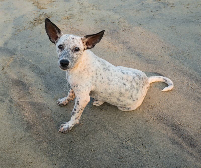 Playful Spotty Puppy on a Beach Stock Image - Image of sitting, ears ...