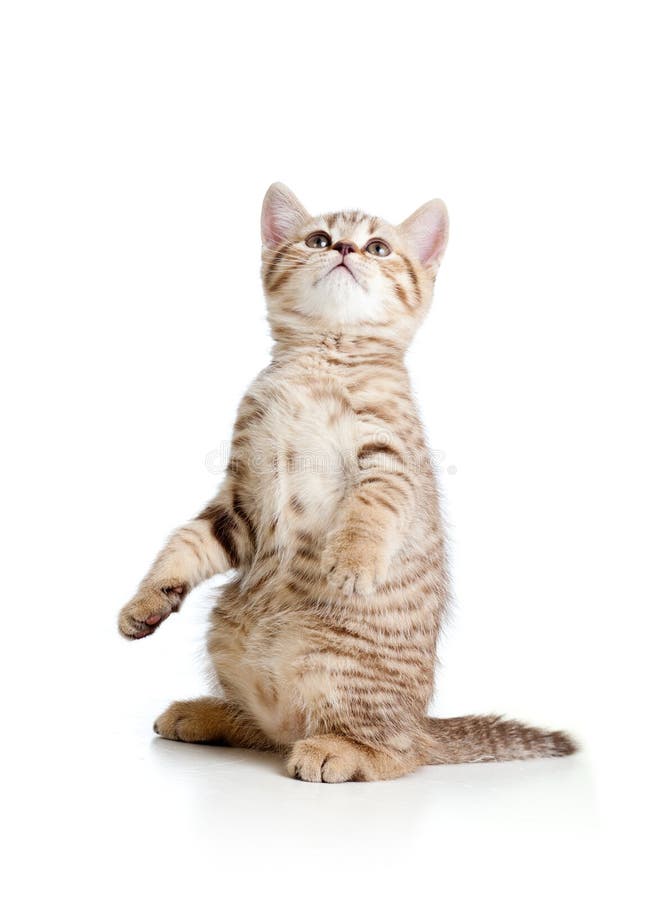 Playful Standing Tabby Cat Kitten Stock Photo - Image of animal ...