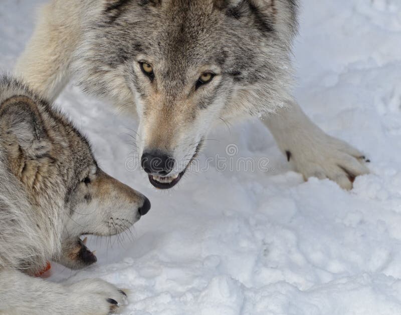 Playful Timber Wolves stock photo. Image of nature, wilderness - 62979022