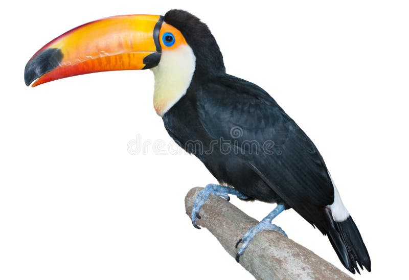 11,023 Toucan Stock Photos - Free & Royalty-Free Stock Photos from ...