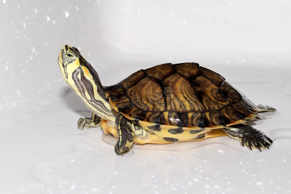 Playful turtle stock photo. Image of animal, small, single - 81797630