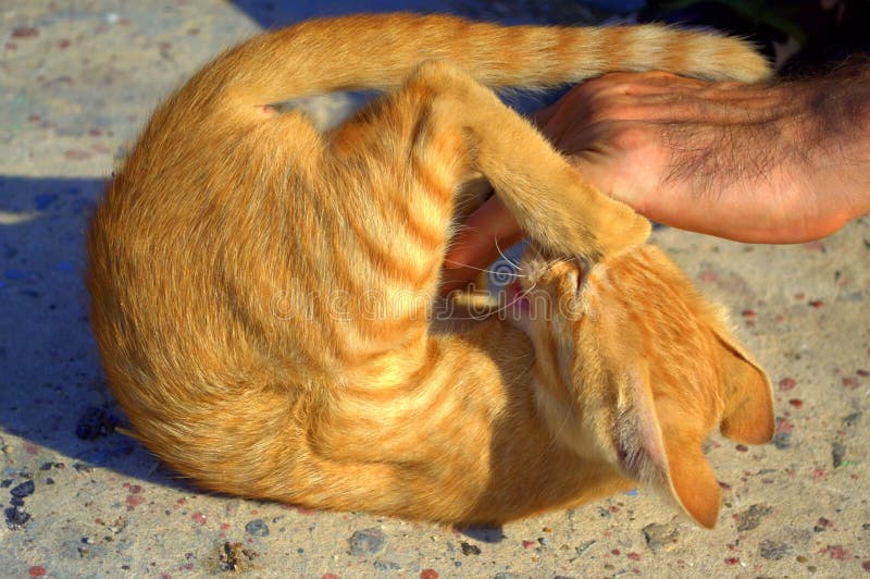 Playful Yellow Kitten and Man Hand Stock Photo - Image of furry ...