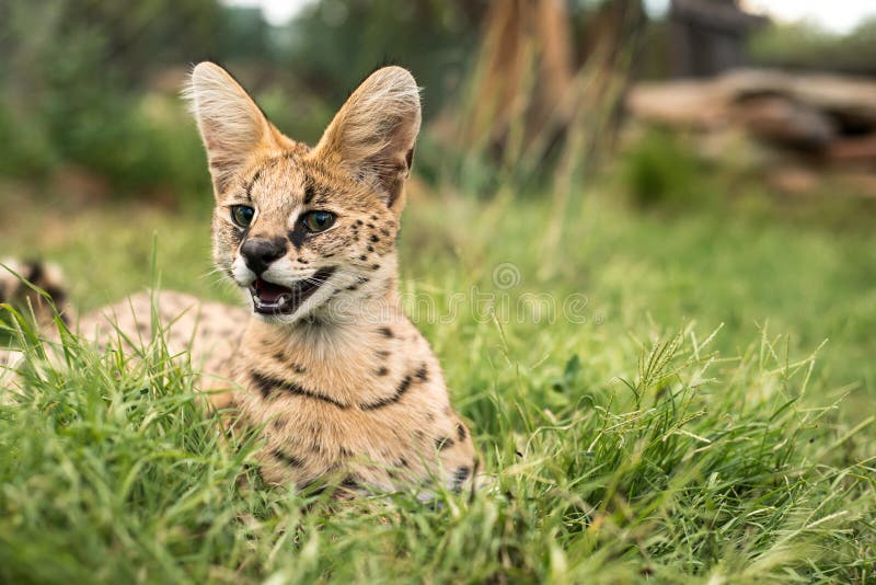 A playful young cat stock photo. Image of serval, cradock - 77664726
