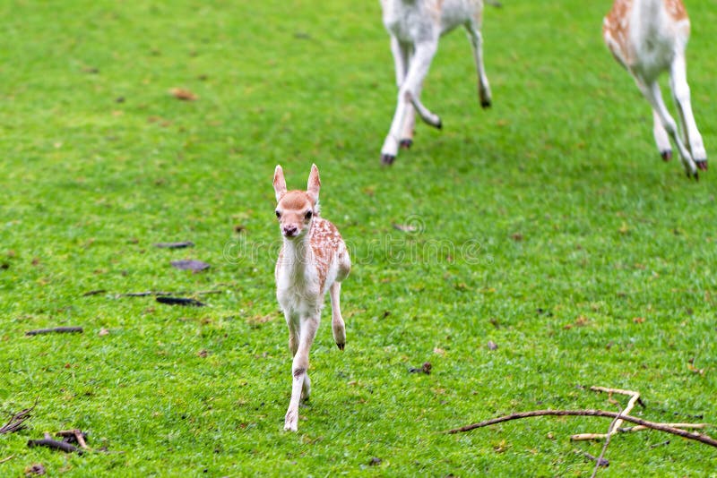 Playful young deer stock image. Image of buck, season - 34860793