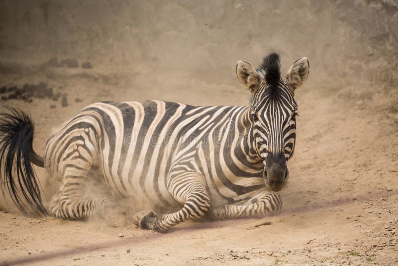 Playful zebra in the dust stock photo. Image of playful - 85822308