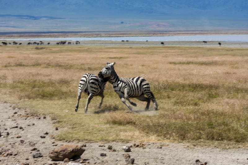 Playful Zebras stock image. Image of hundreds, landscape - 36433589