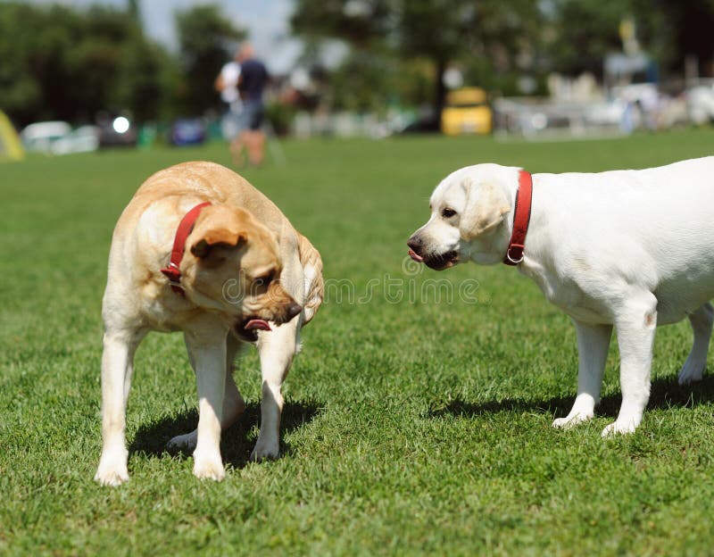 Playfull Dogs on the Green Grass Stock Image - Image of outside, cute ...