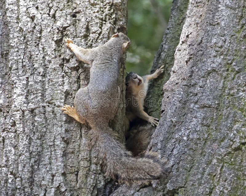 Playground Antics stock image. Image of bark, squirrel - 73747357