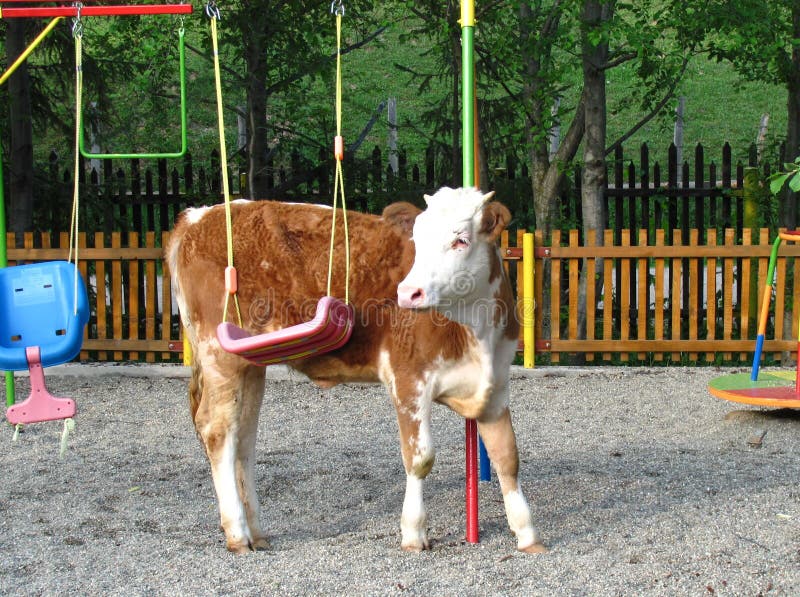 Young cow in a playground stock image. Image of calf - 40575619