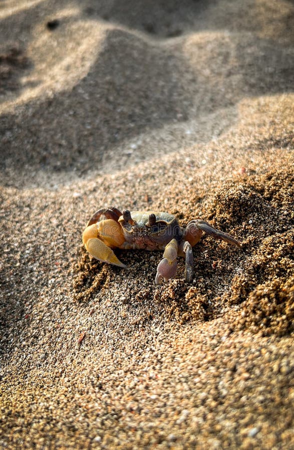Playing with Baby Crab in Sunset Stock Photo - Image of bali, white ...