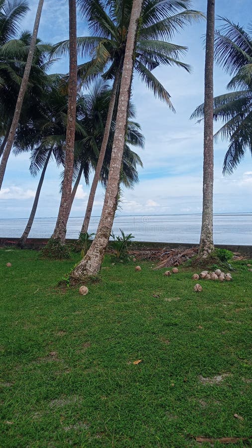 Playing on the Beach Behine Coconut Tree Stock Image - Image of beach ...
