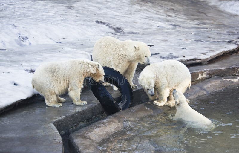 Three Bears Playing Water Stock Photos - Free & Royalty-Free Stock ...