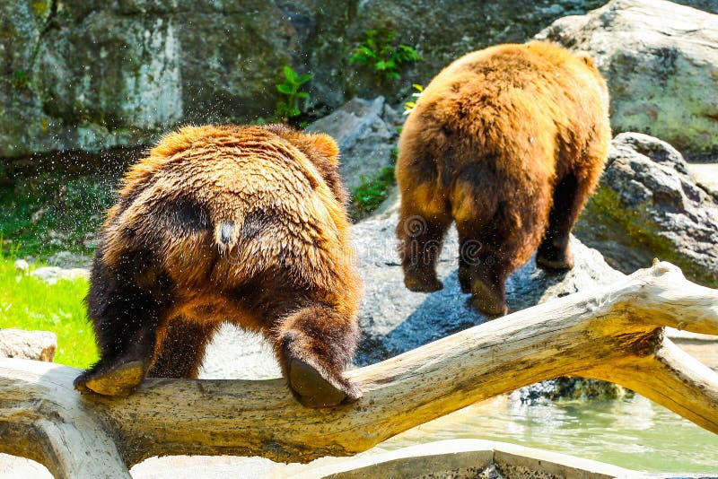 Two Grizzly Bears Playing At The Zoo Stock Photo - Image of enclosure ...