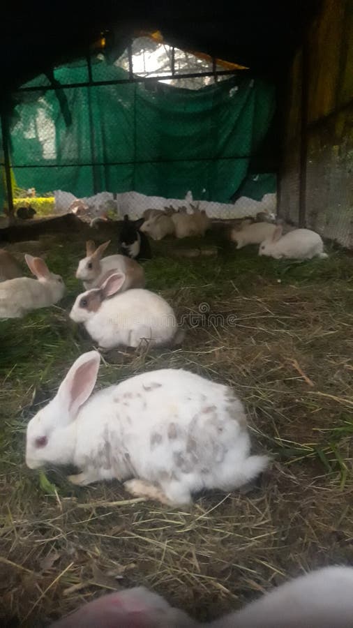 Playing rabbits in a zoo stock image. Image of life - 167545941