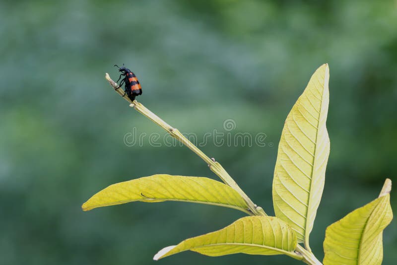 A Bug on tree branch stock image. Image of bugs, wild - 136524689