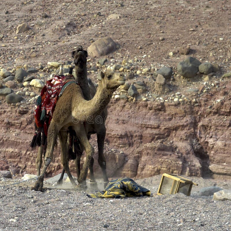Playing camels stock image. Image of heat, middleeast - 31150213