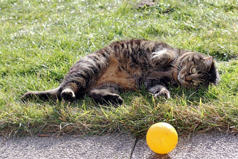 Yellow Thing Football Helmet Stock Photos - Free & Royalty-Free Stock ...